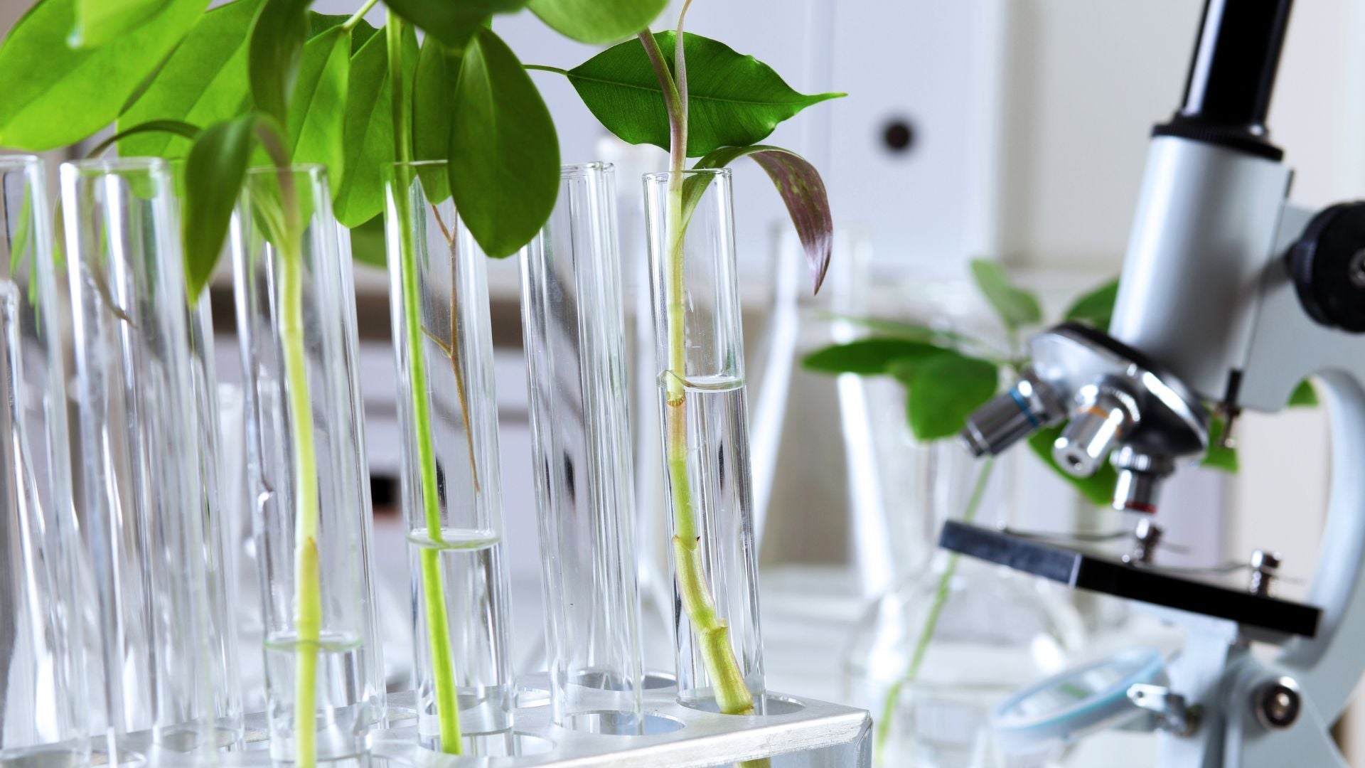 David Sinclair: Harvard geneticist and anti-ageing pioneer